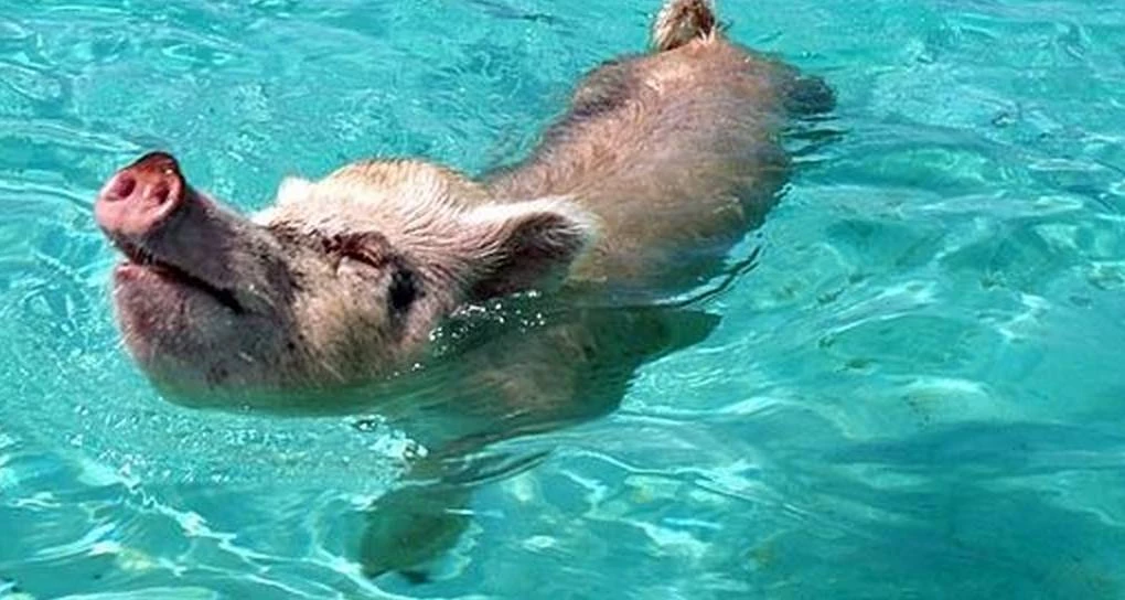 Swimming with pigs | Guides for Brides